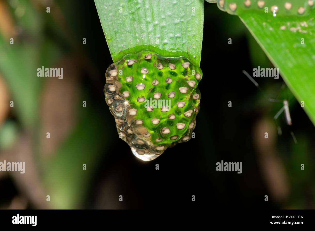 Egg clump of the rare and endangered Kloof frog, also known as the ...