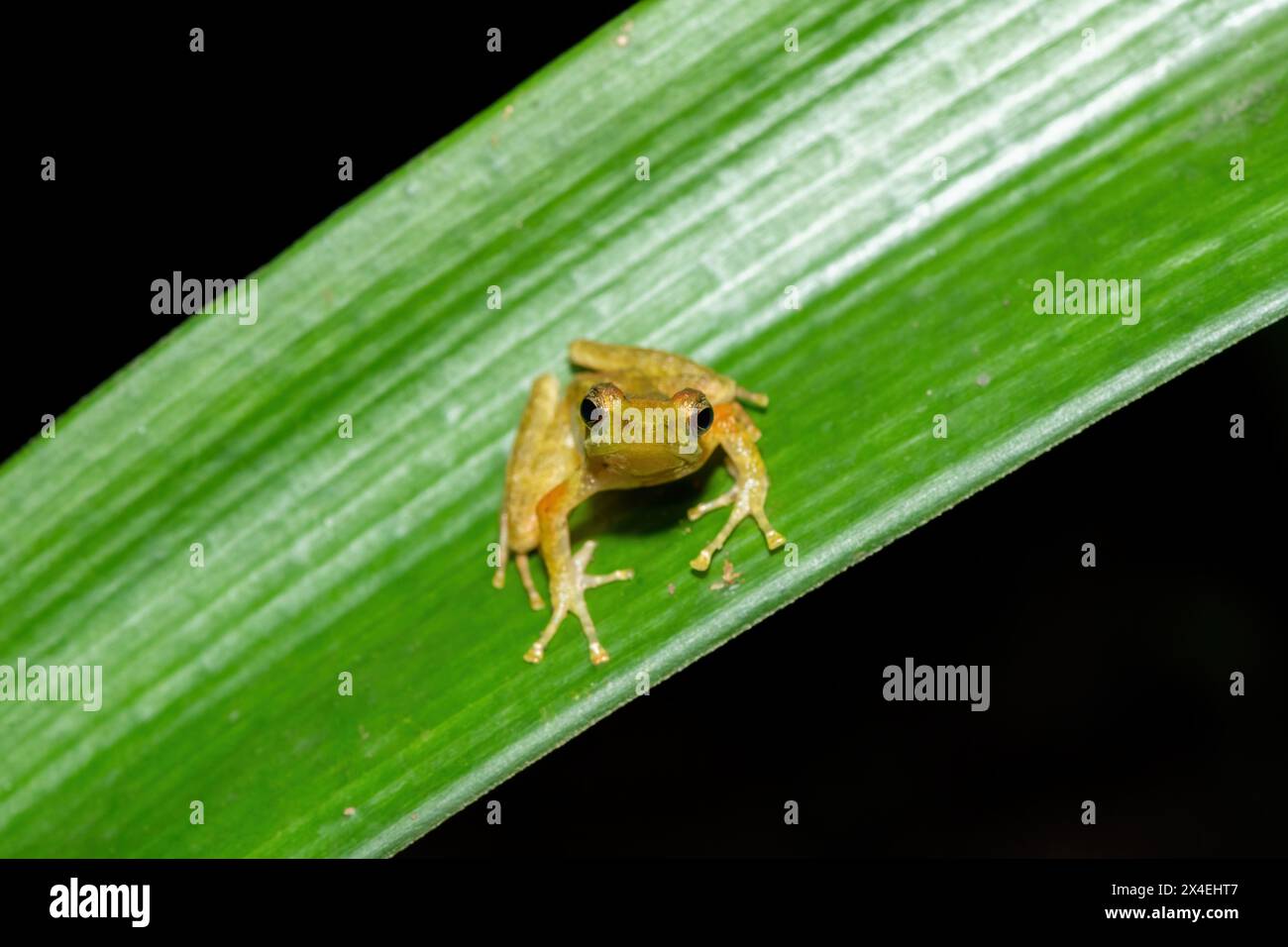 The rare and endangered Kloof frog, also known as the Natal diving frog ...