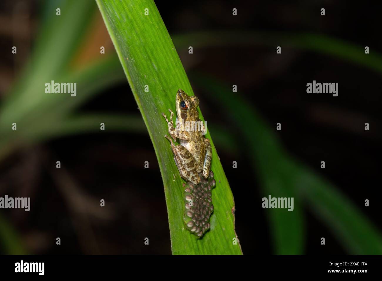 A rare and endangered Kloof frog, also known as the Natal diving frog ...