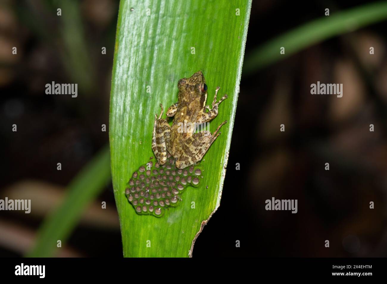 A rare and endangered Kloof frog, also known as the Natal diving frog ...