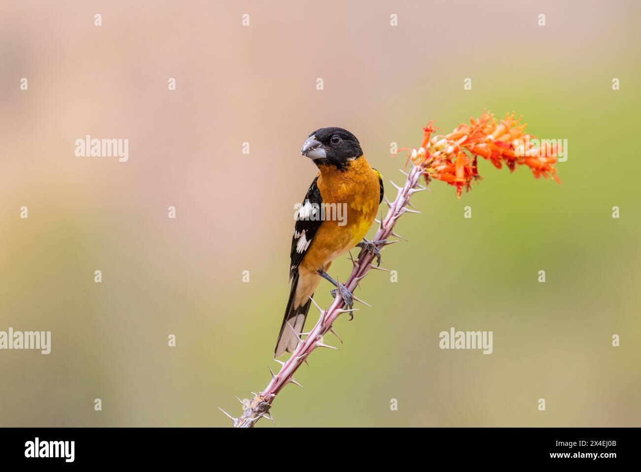 Black-headed Grosbeak male on Ocotillo plant, Pima County, Arizona ...