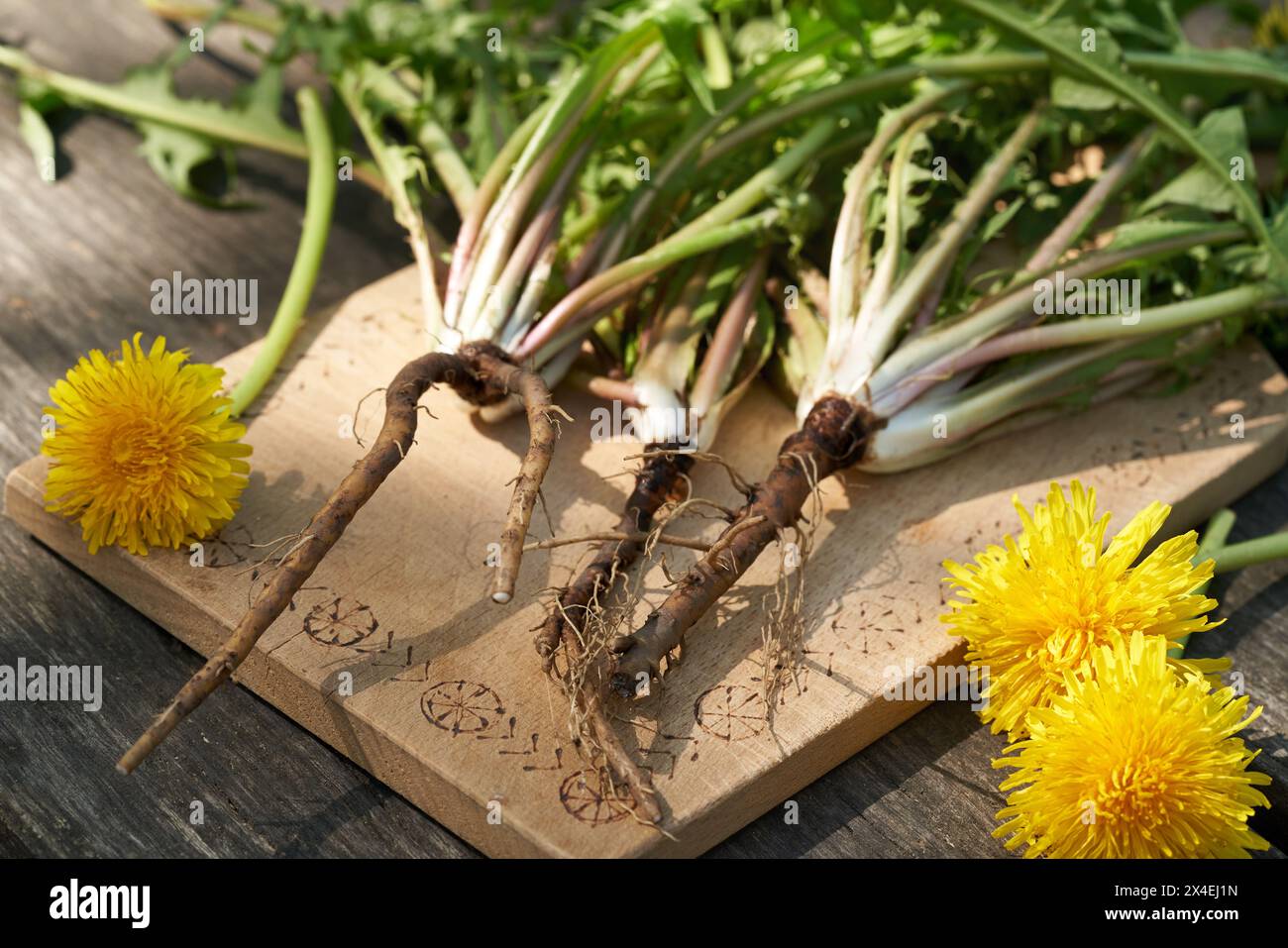 Whole dandelion plants with roots and flowers on a table outdoors Stock ...
