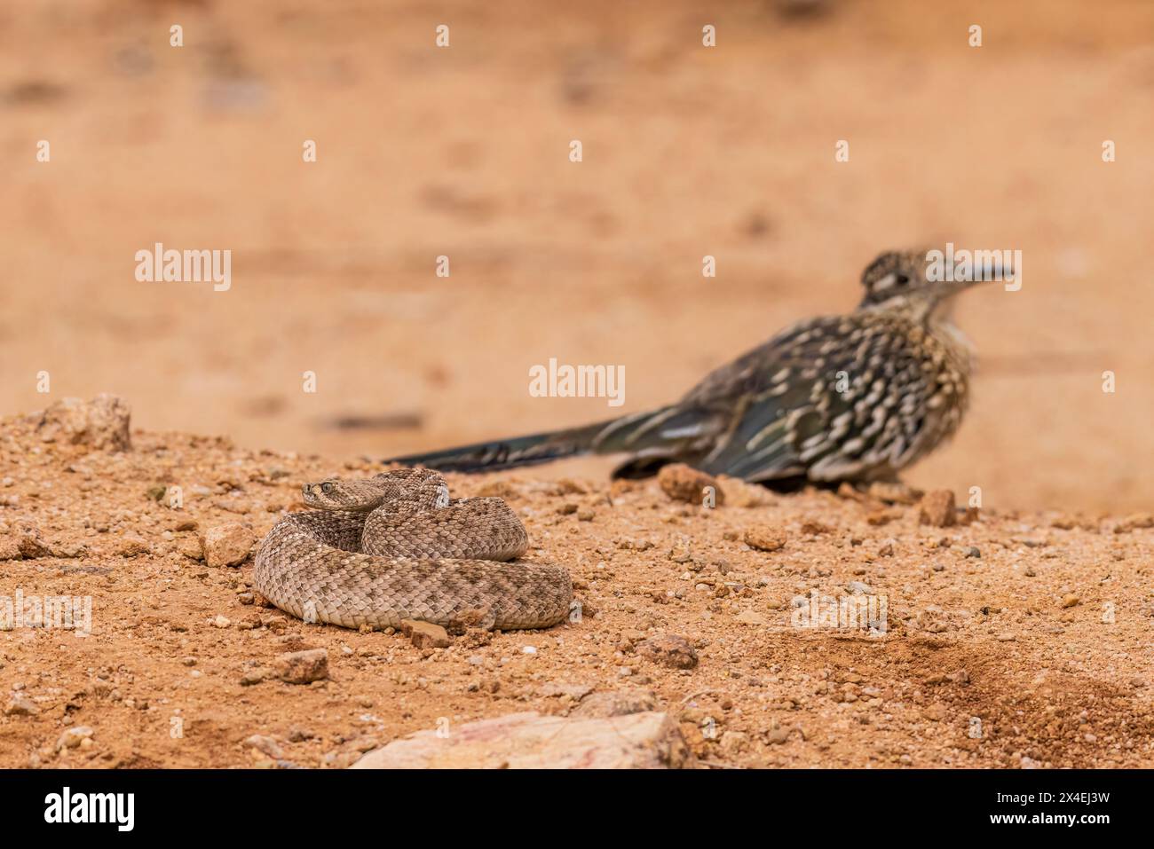 Western Diamondback Rattlesnake near Greater Roadrunner, Pima County ...