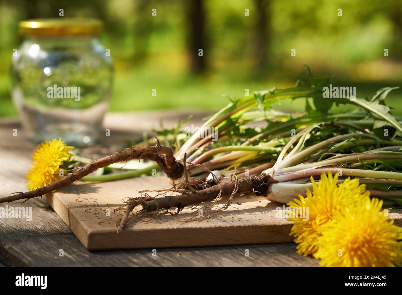 Fresh whole dandelion plants with roots and flowers outdoors in nature ...