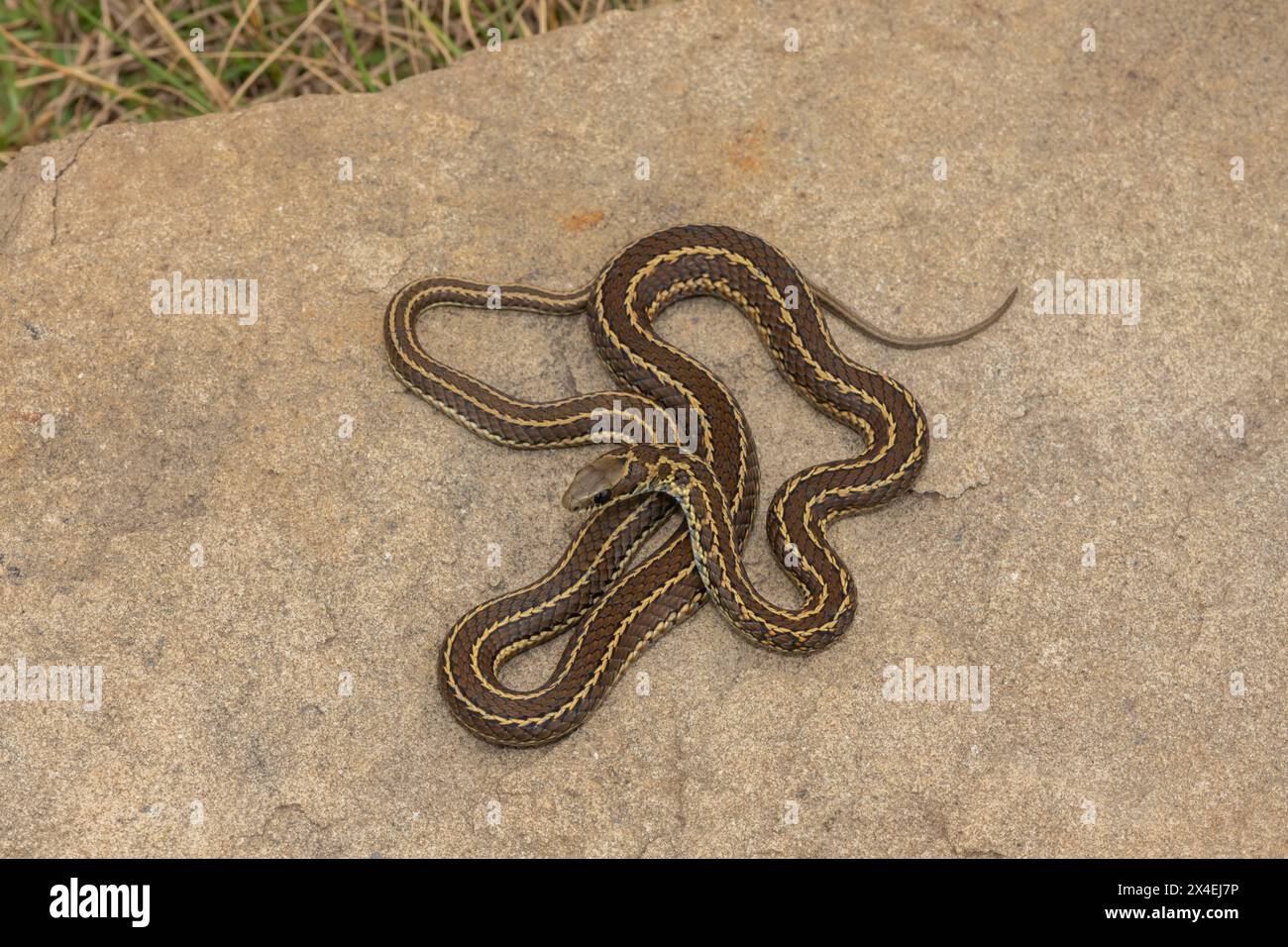 A mildly venomous spotted skaapsteker, also known as a spotted grass ...