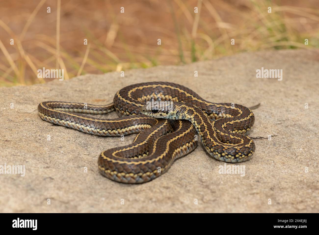 A mildly venomous spotted skaapsteker, also known as a spotted grass ...