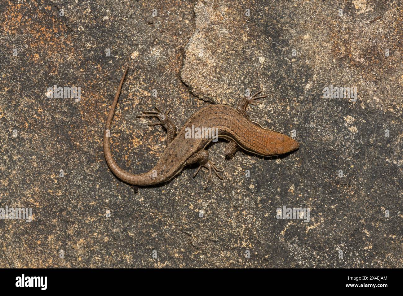 A beautiful Variable Skink (Mabuya varia) on a rock in the Drakensberg ...
