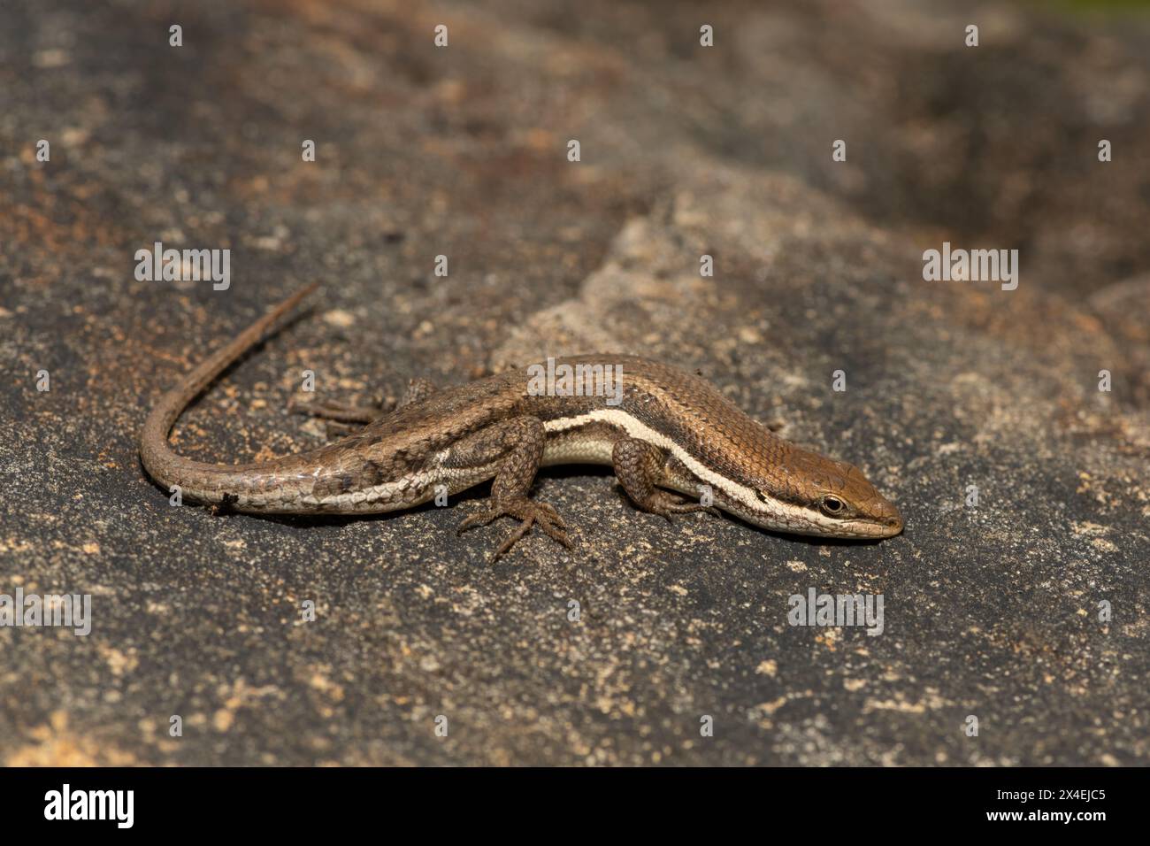 A beautiful Variable Skink (Mabuya varia) on a rock in the Drakensberg ...