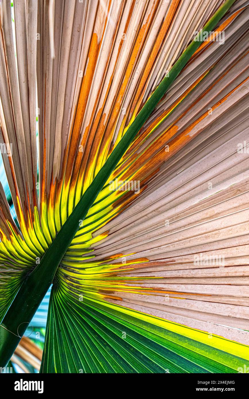 USA, California. Abstract and colorful lines of a palm frond, Living ...
