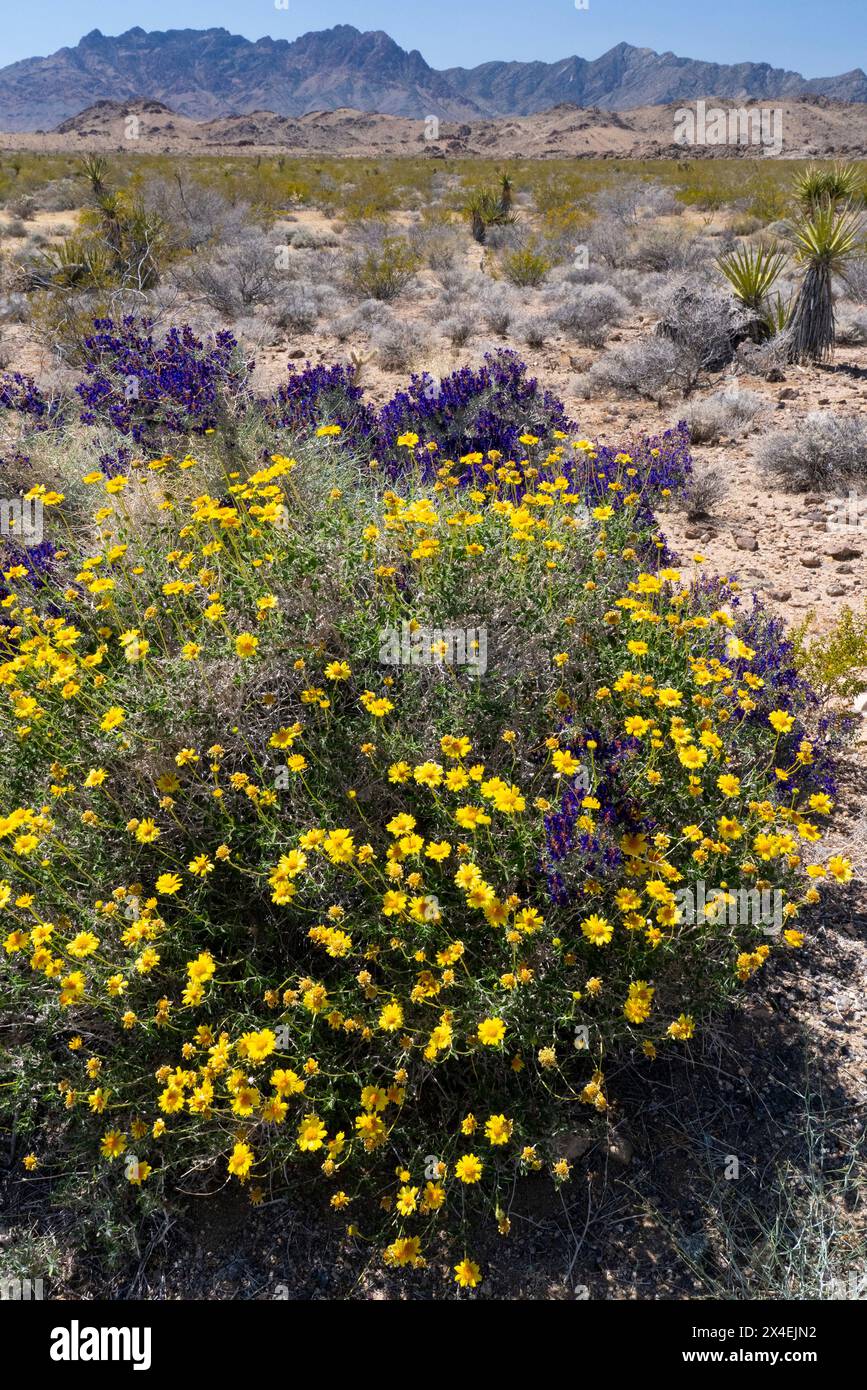 USA, California. Blooming wildflowers in Mojave Trails National ...
