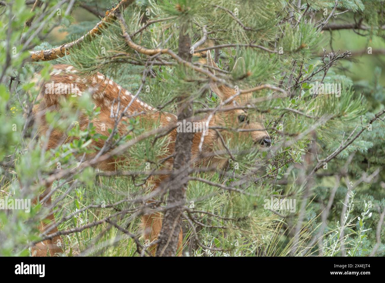 USA, Colorado, Pike National Forest. Mule deer fawn hidden by tree ...