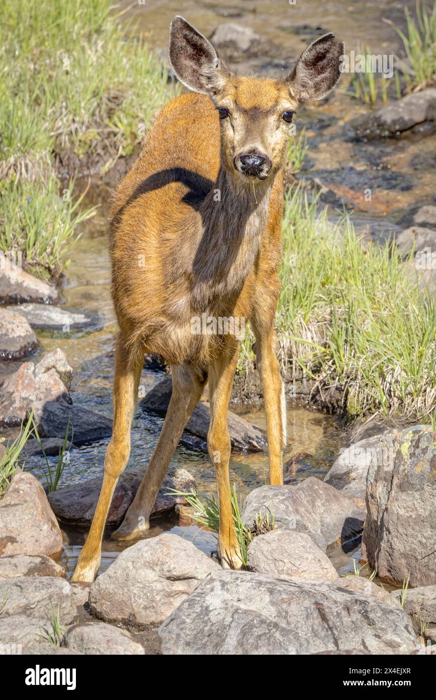 Mule deer close up hi-res stock photography and images - Alamy
