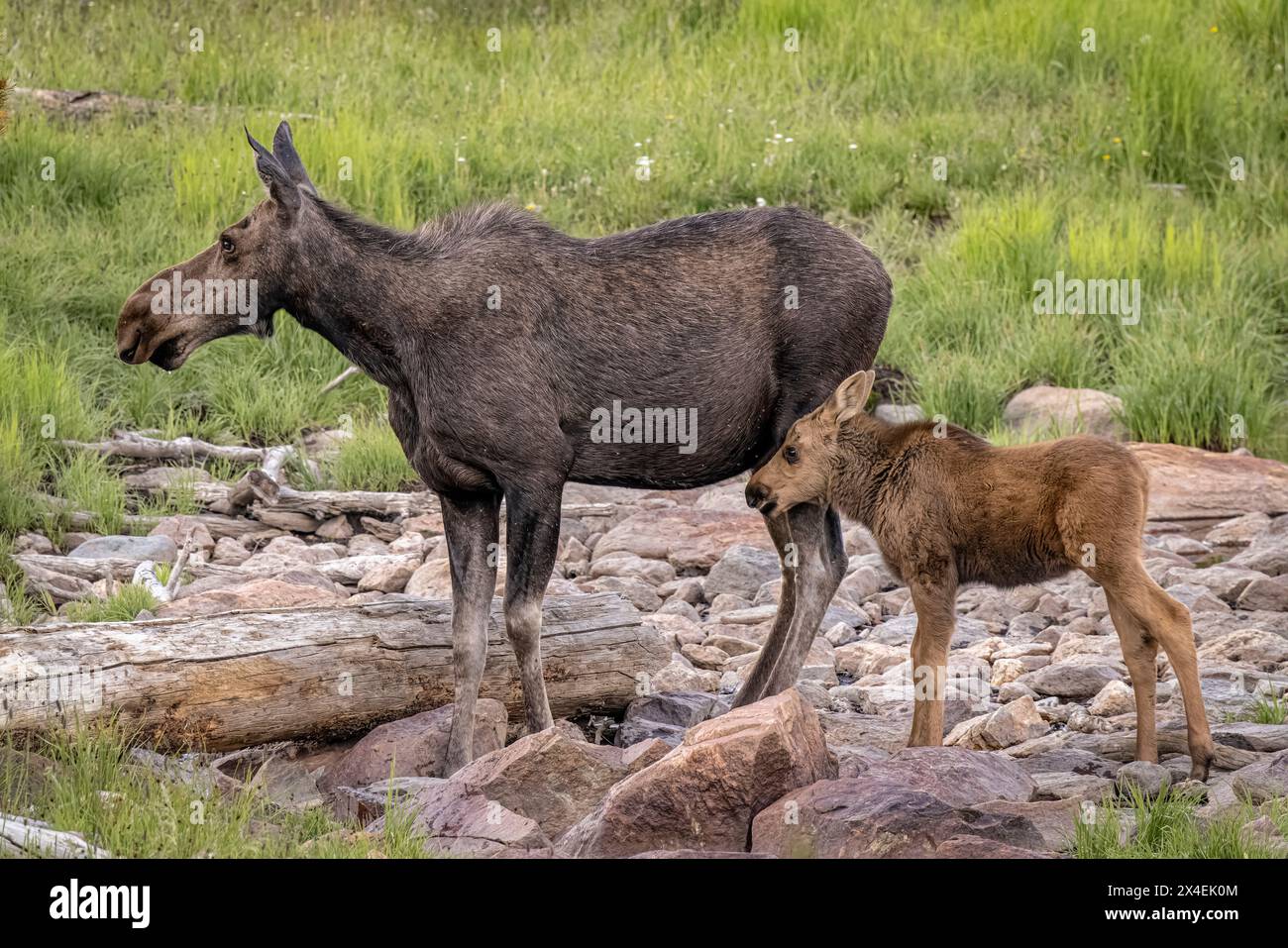 Female moose hi-res stock photography and images - Alamy