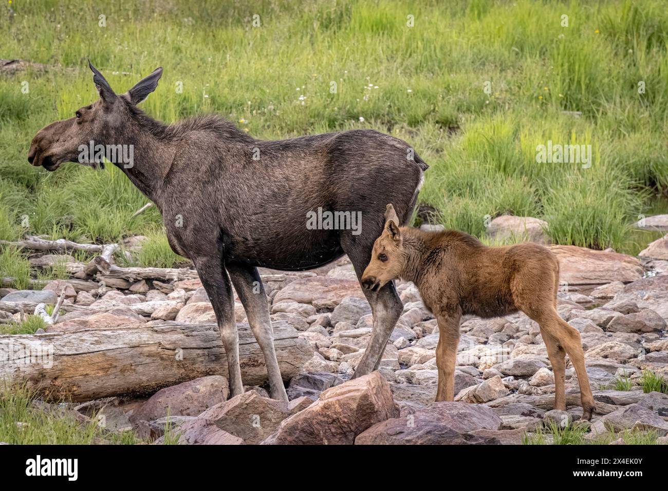 Female moose hi-res stock photography and images - Alamy