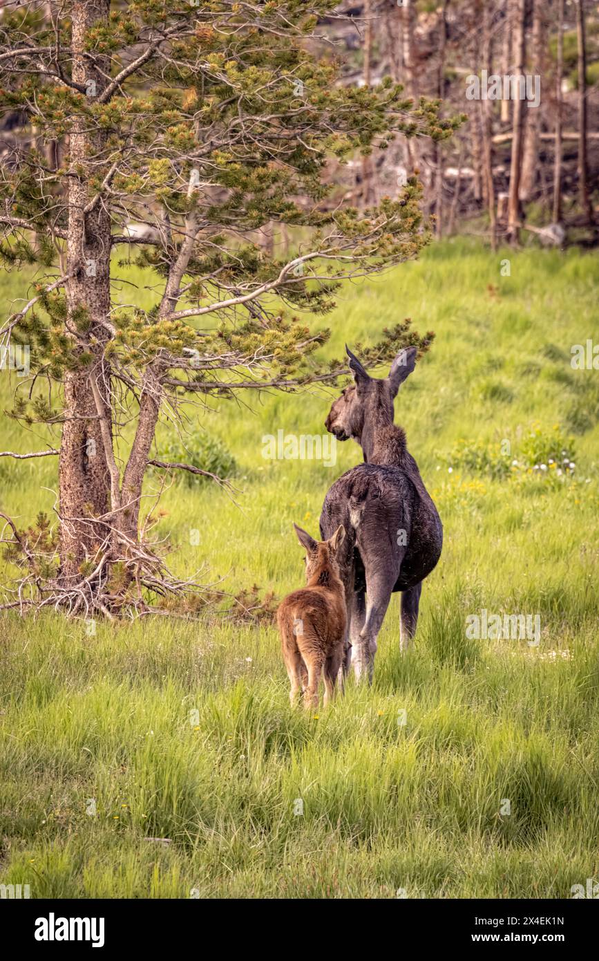 USA, Colorado, Cameron Pass. Female moose with calf Stock Photo - Alamy