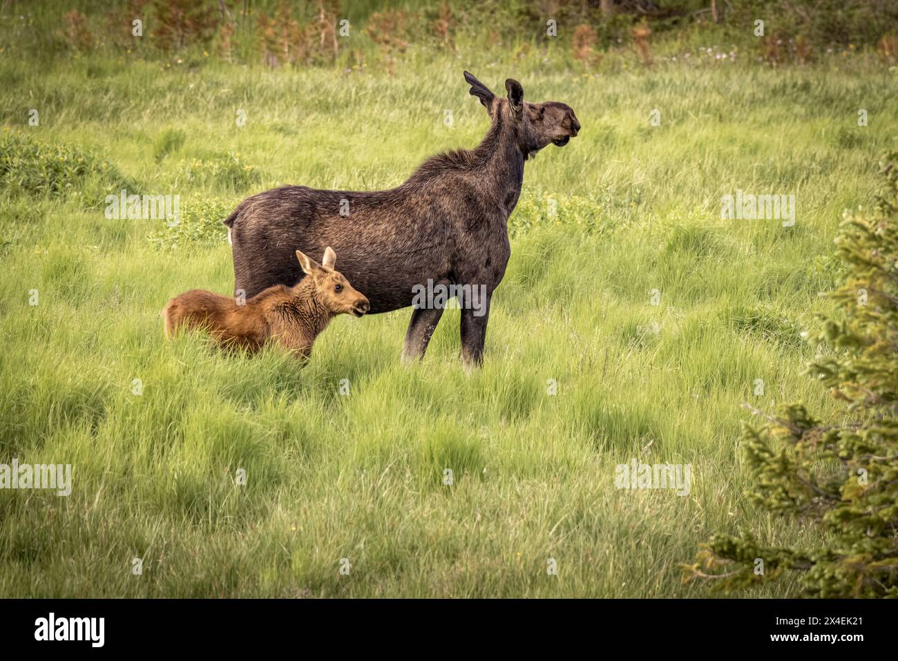 USA, Colorado, Cameron Pass. Female moose with calf Stock Photo - Alamy