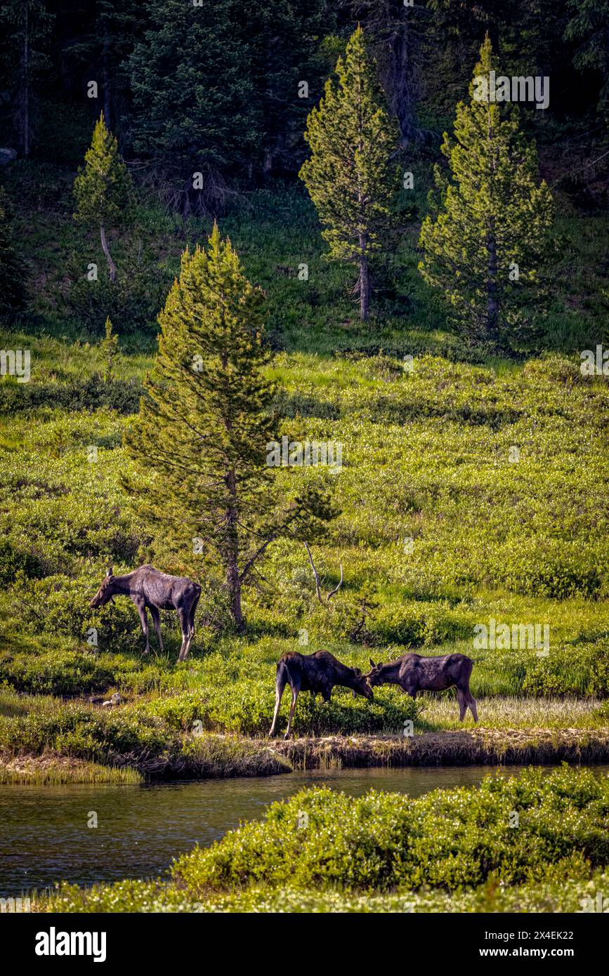 Moose male female hi-res stock photography and images - Alamy