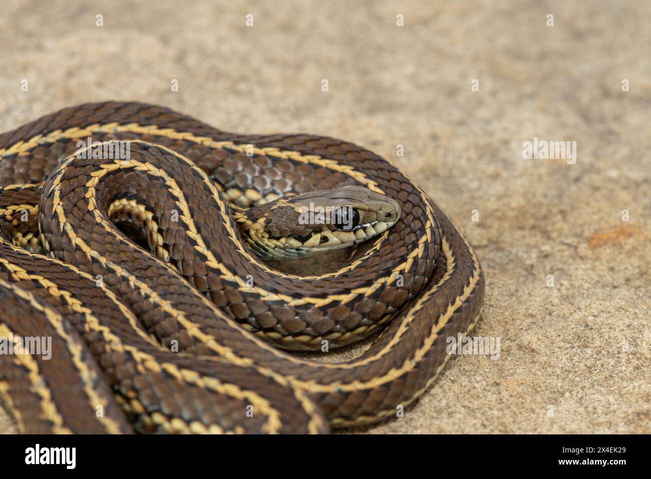 A mildly venomous spotted skaapsteker, also known as a spotted grass ...