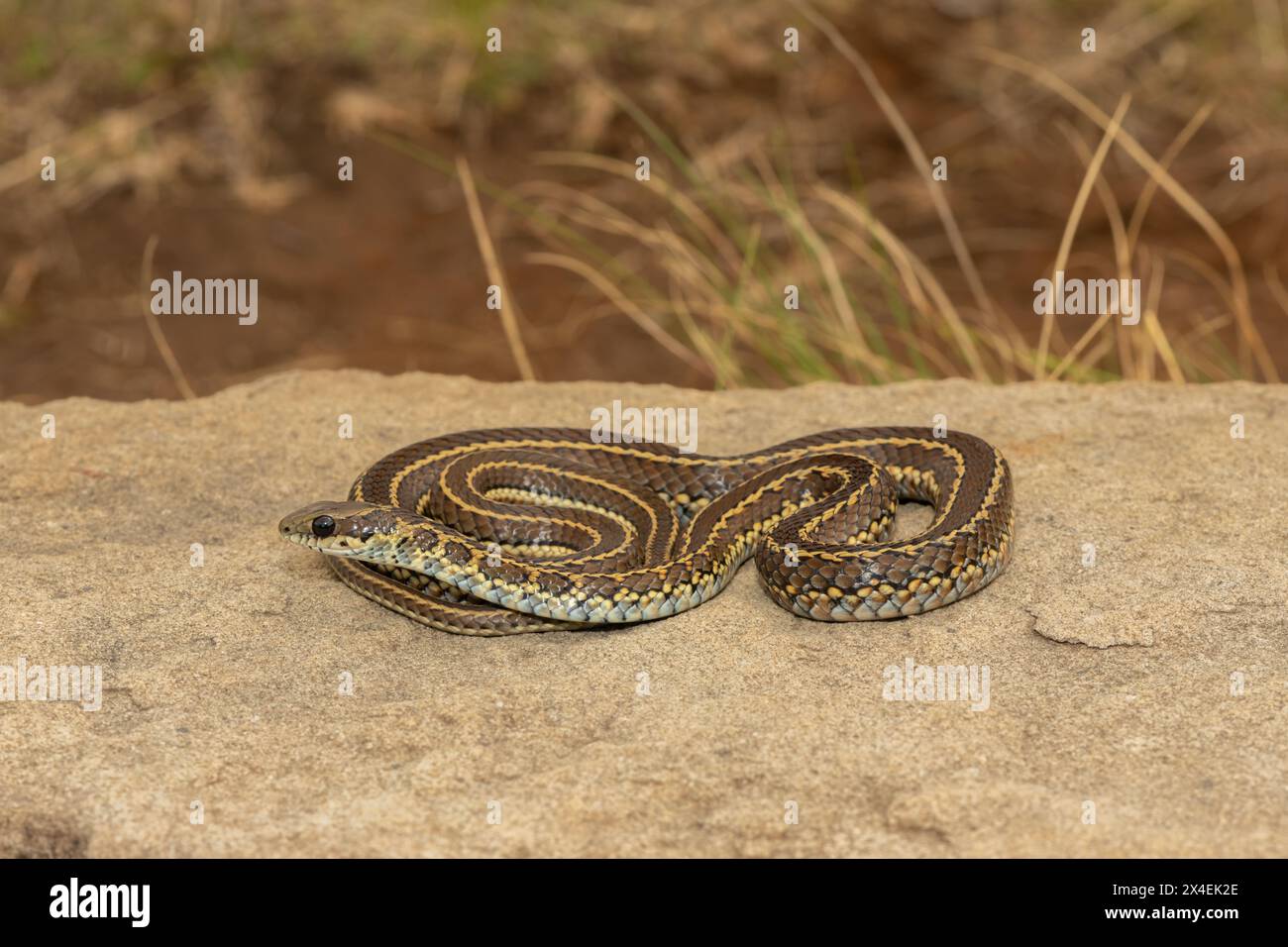 A mildly venomous spotted skaapsteker, also known as a spotted grass ...