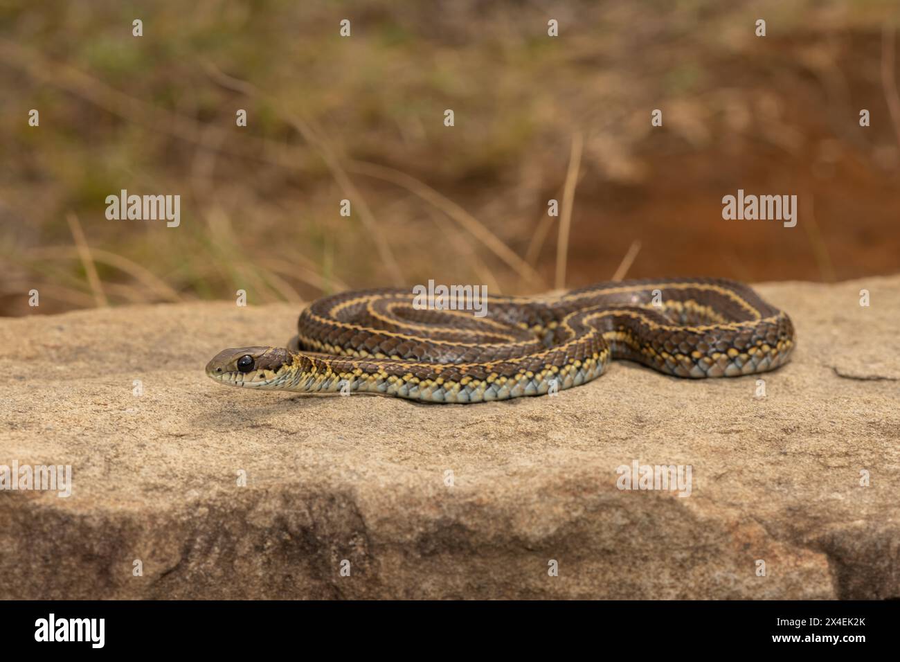 A mildly venomous spotted skaapsteker, also known as a spotted grass ...