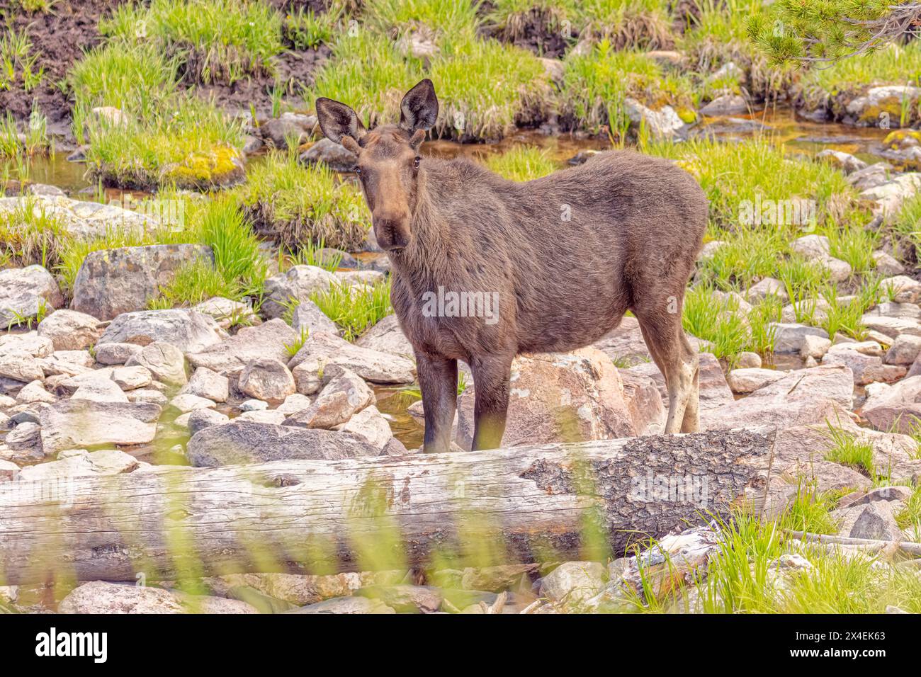 Female moose hi-res stock photography and images - Alamy