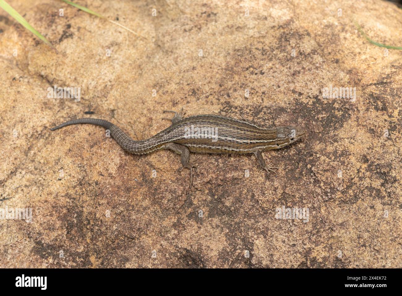 Reptile in south africa hi-res stock photography and images - Alamy