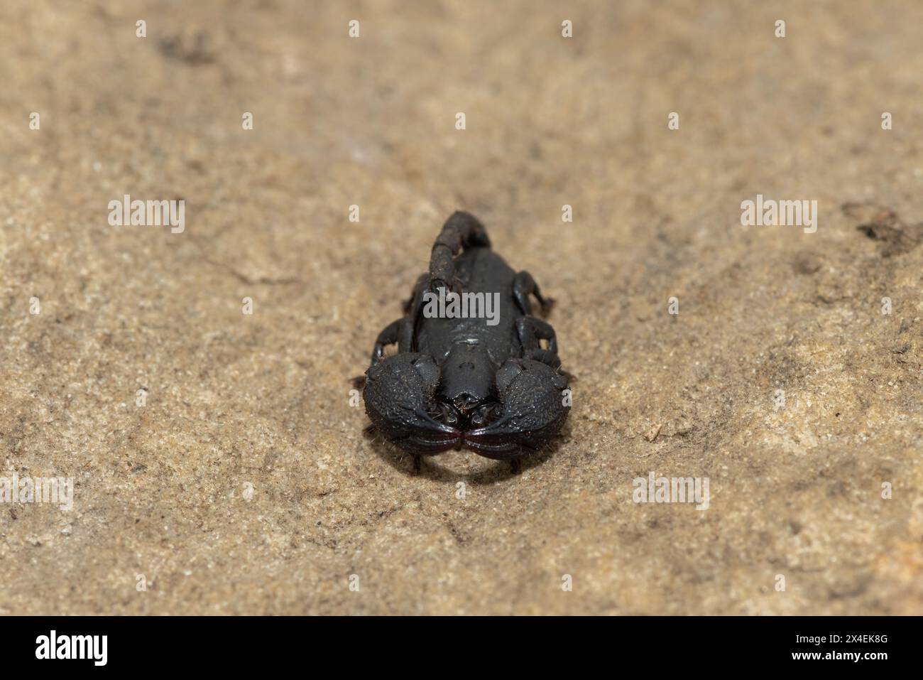 Drakensberg creeper hi-res stock photography and images - Alamy