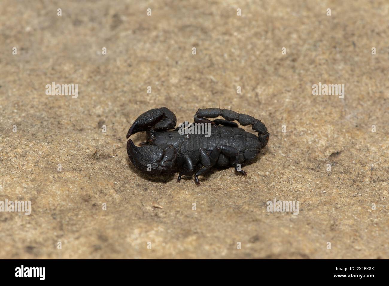 Drakensberg creeper hi-res stock photography and images - Alamy