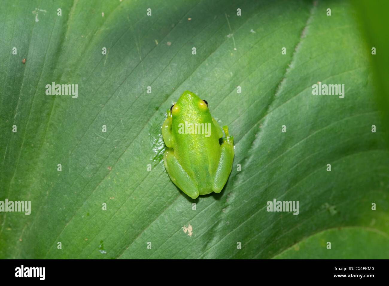A beautiful green Water Lily Reed Frog (Hyperolius pusillus) on a large ...