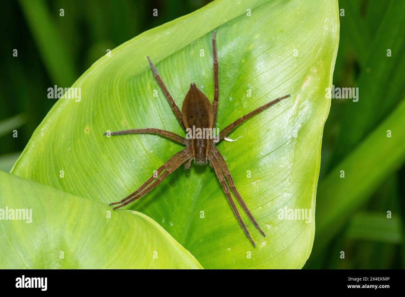 Spotted nilus fish eating spider hi-res stock photography and images ...