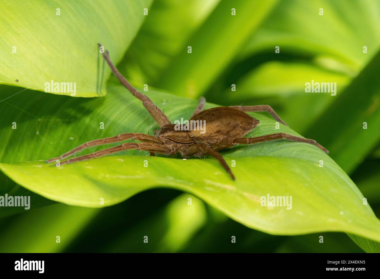 Spotted Nilus Fish-Eating Spider, also known as Curtus's fish-eating ...
