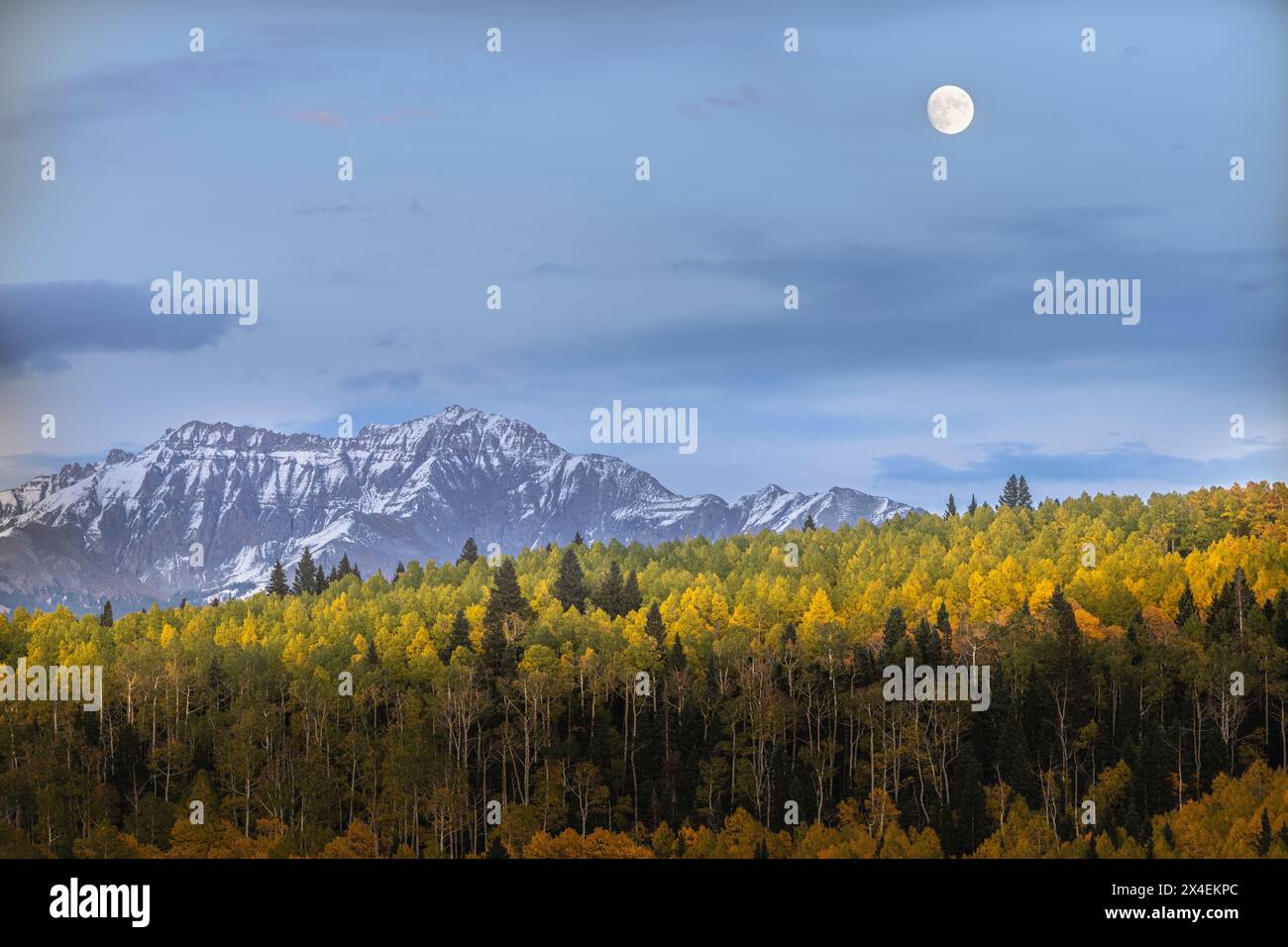 USA, Colorado, Uncompahgre National Forest. Full moon rises above aspen ...