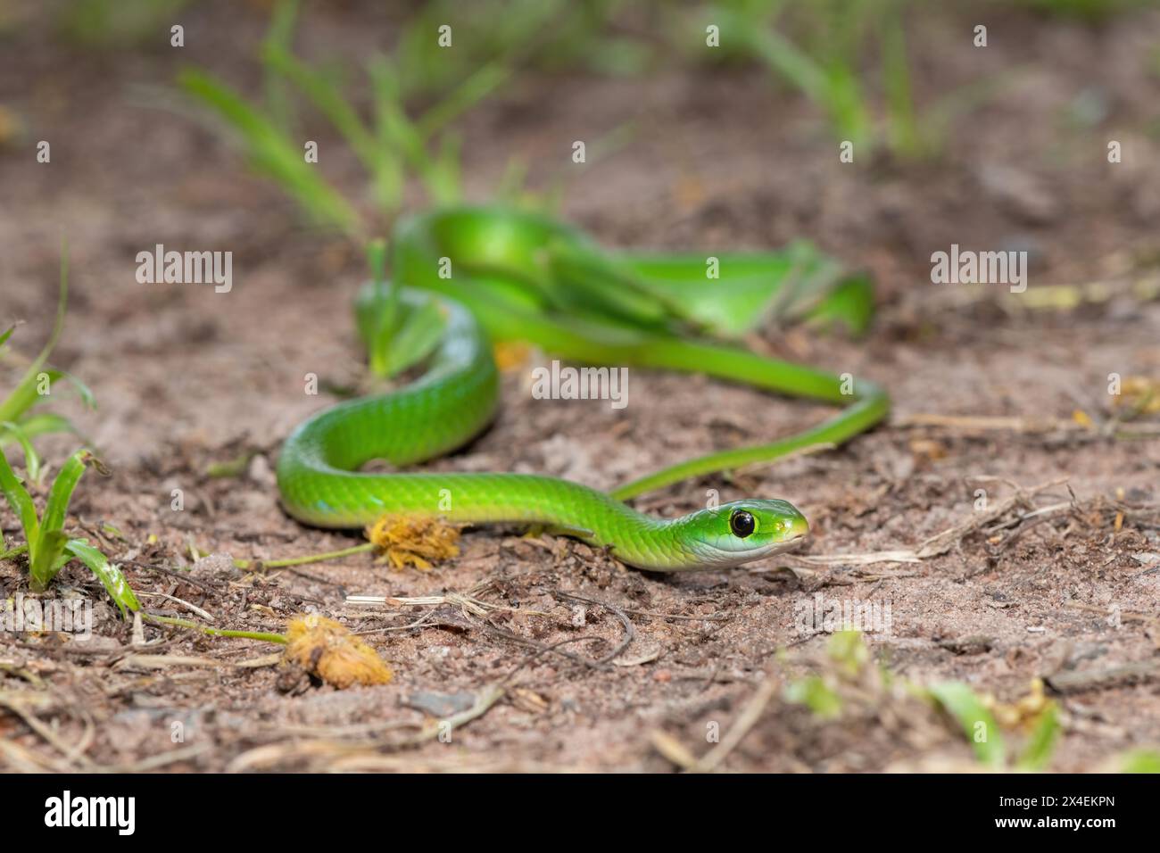Beautiful green snake hi-res stock photography and images - Alamy