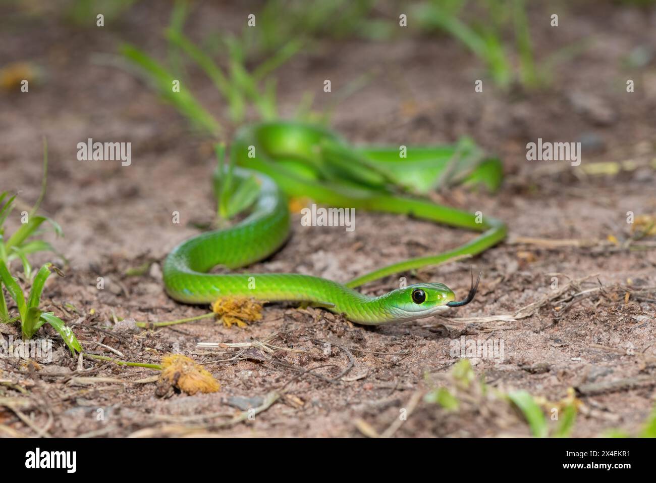 Beautiful green snake hi-res stock photography and images - Alamy