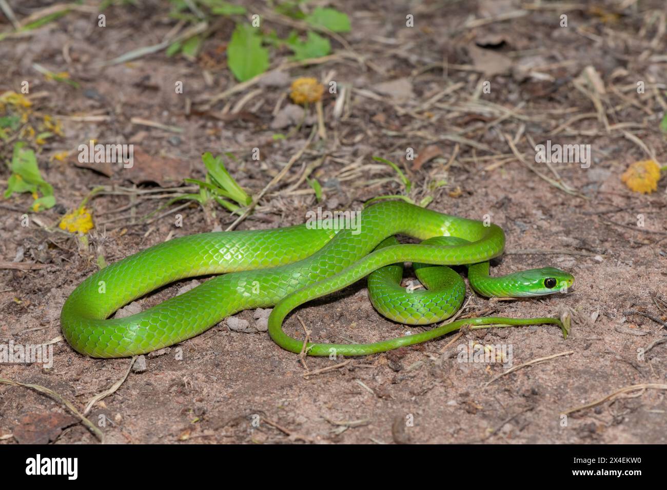 Green water snake hi-res stock photography and images - Alamy