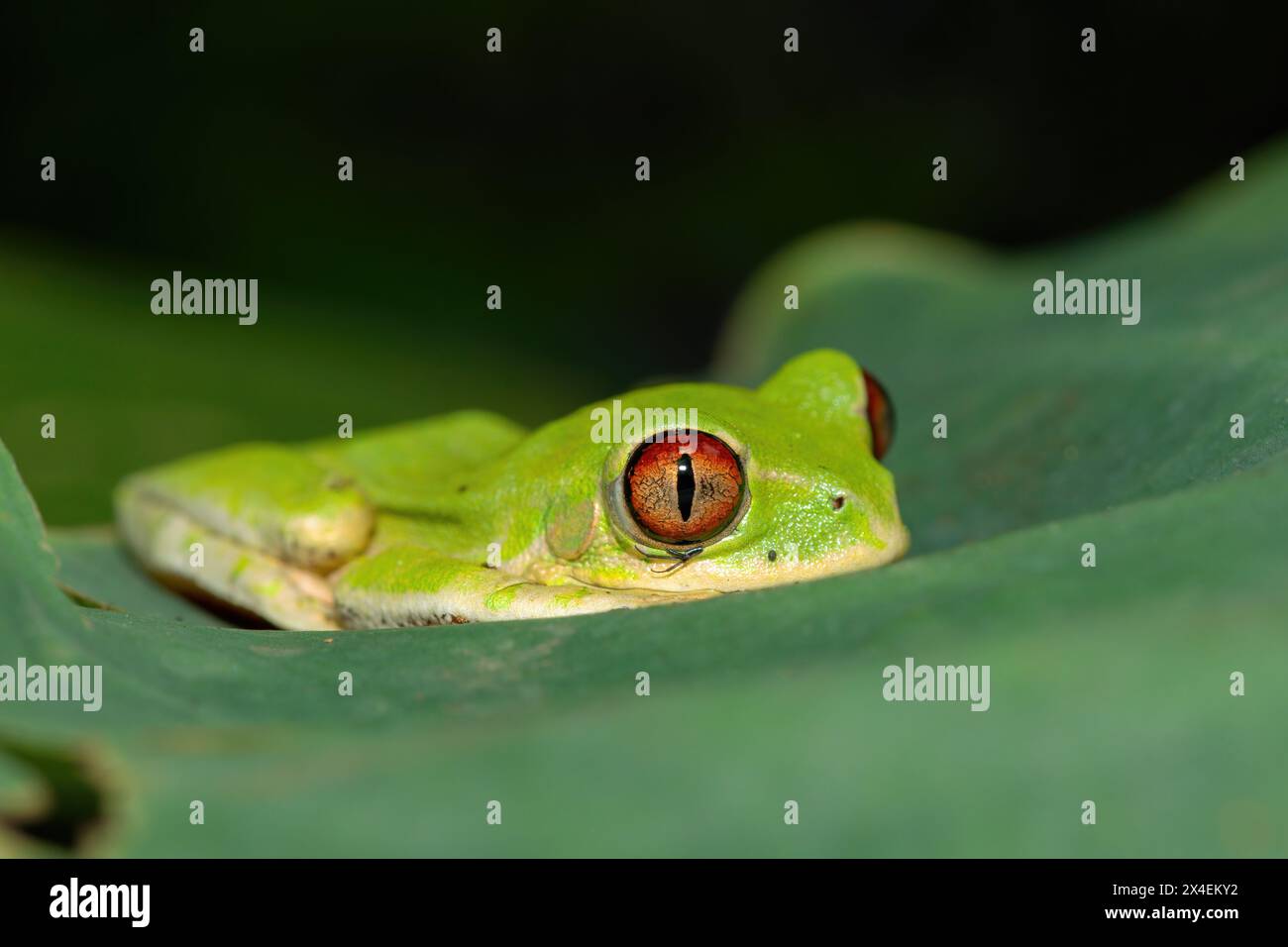 Cute tree frog hi-res stock photography and images - Alamy
