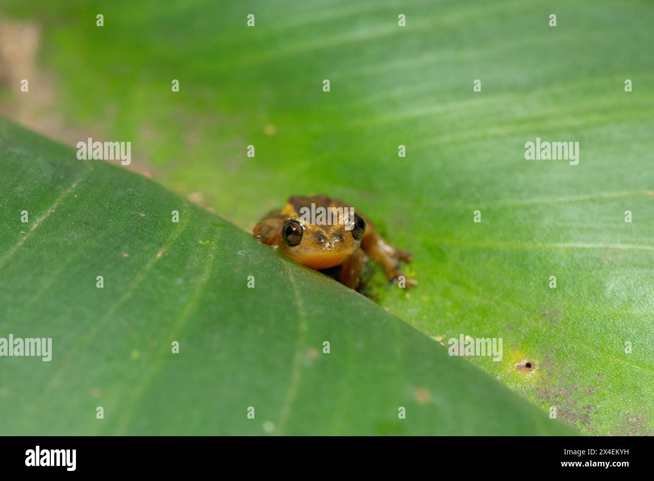 Natal leaf folding frog hi-res stock photography and images - Alamy