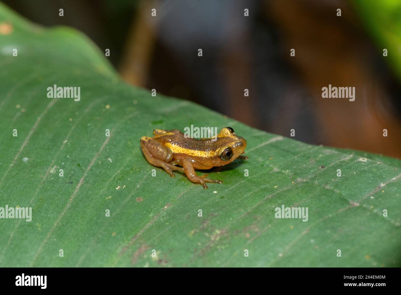 An adorable Natal Leaf-folding Frog (Afrixalus spinifrons) on ...