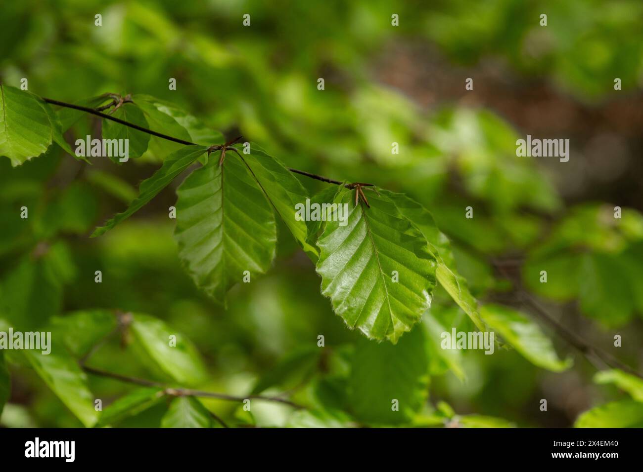 New leaves in spring on a Beech Tree (Fagus sylvatica Stock Photo - Alamy