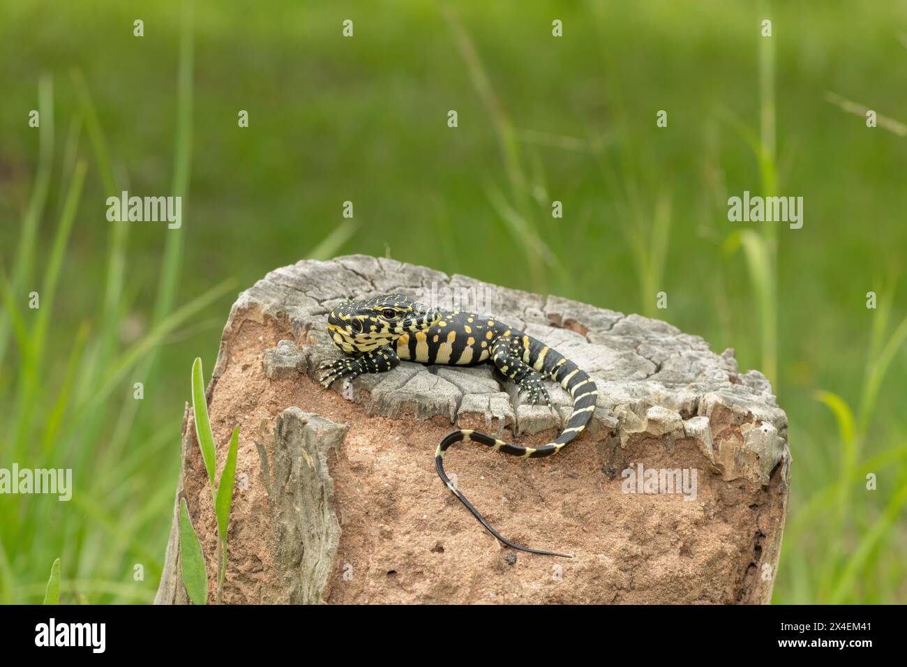 A cute Nile monitor hatchling, also known as a water monitor (Varanus ...