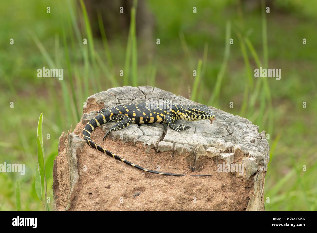 A cute Nile monitor hatchling, also known as a water monitor (Varanus ...