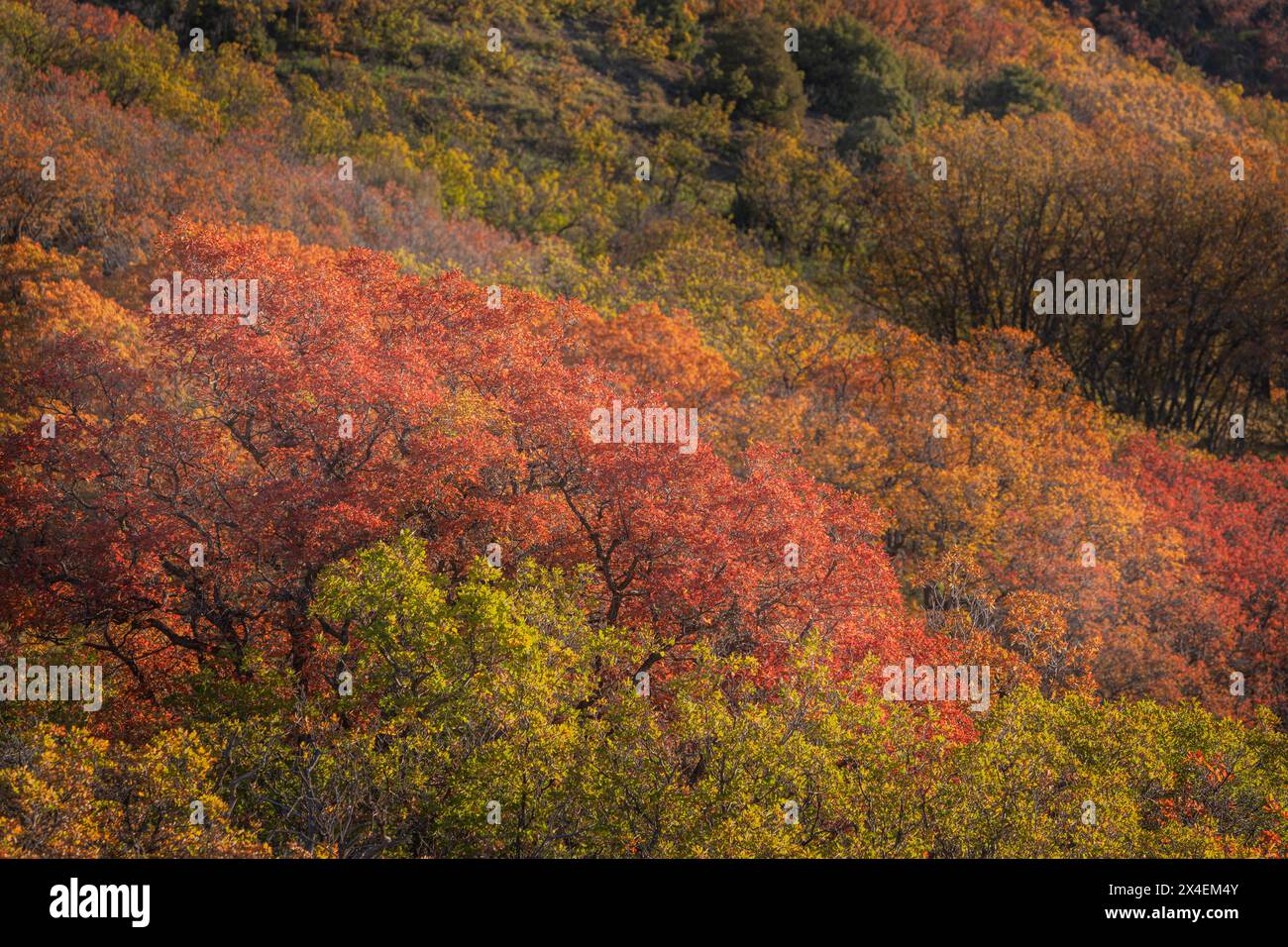 USA, Colorado, Uncompahgre National Forest. Scrub oak trees in autumn ...