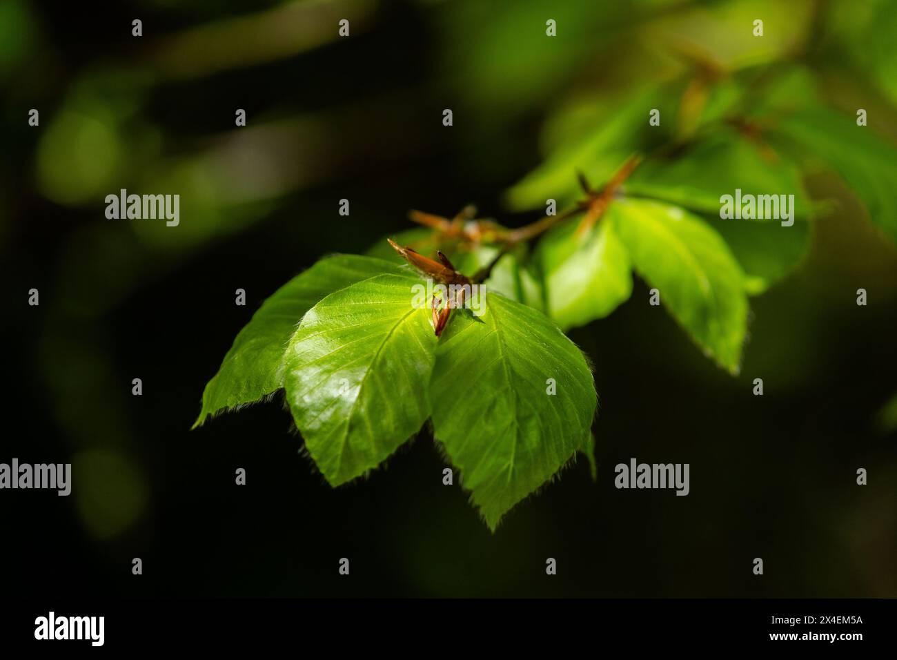 New leaves in spring on a Beech Tree (Fagus sylvatica Stock Photo - Alamy