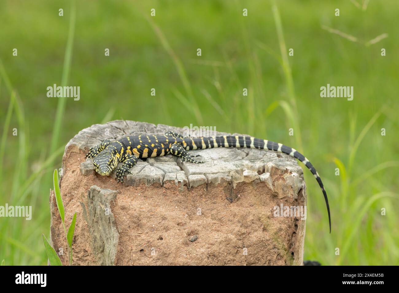 A cute Nile monitor hatchling, also known as a water monitor (Varanus ...
