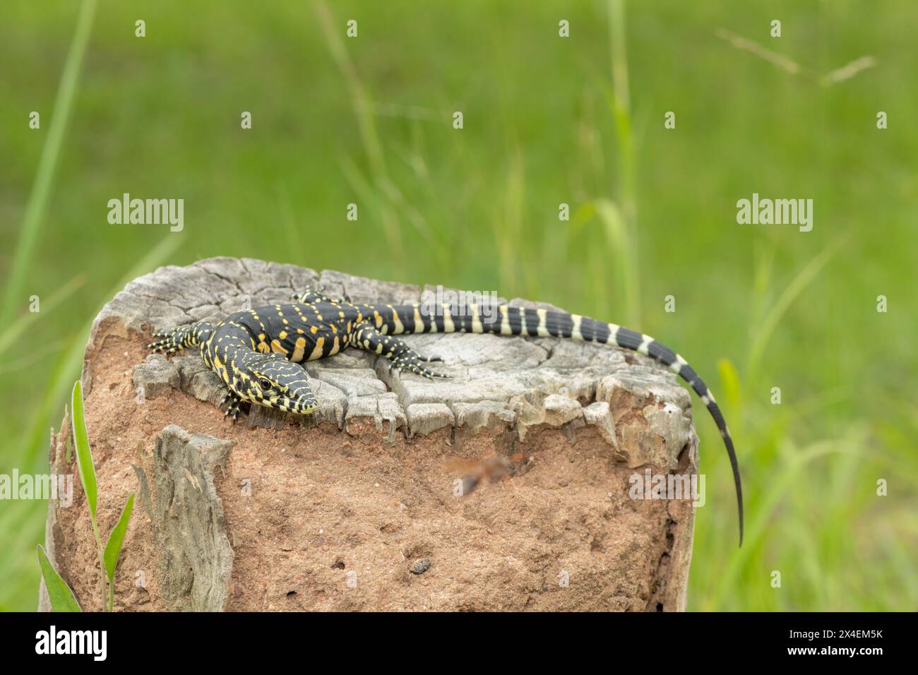 A cute Nile monitor hatchling, also known as a water monitor (Varanus ...