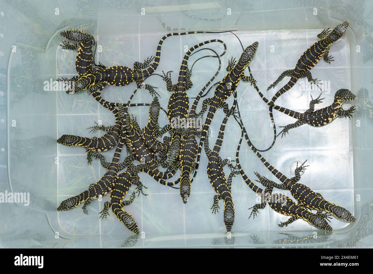 Nile monitor hatchlings, also known as water monitors (Varanus ...