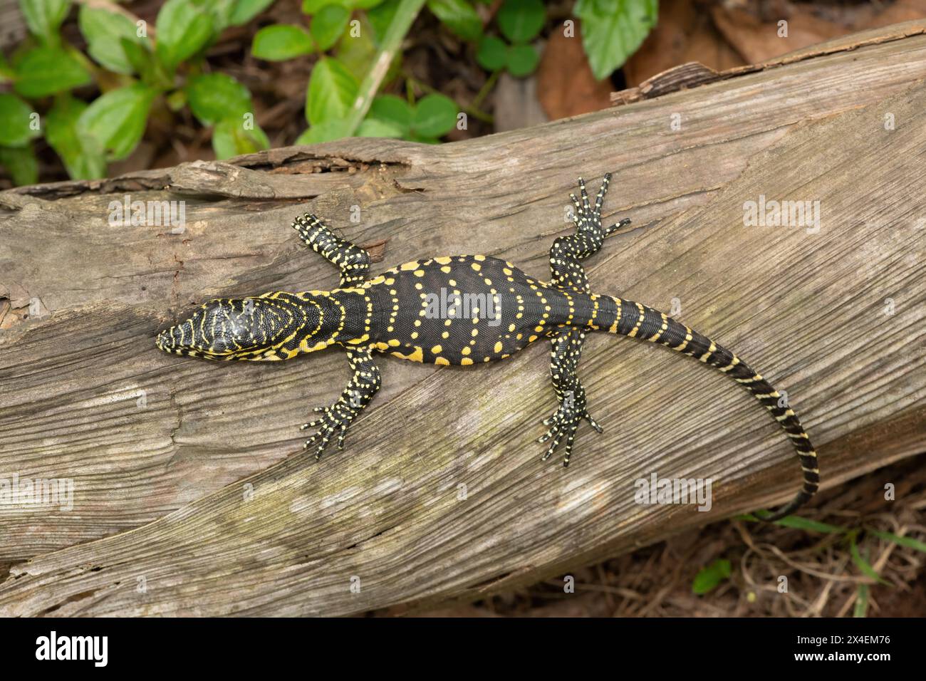 A cute Nile monitor hatchling, also known as a water monitor (Varanus ...