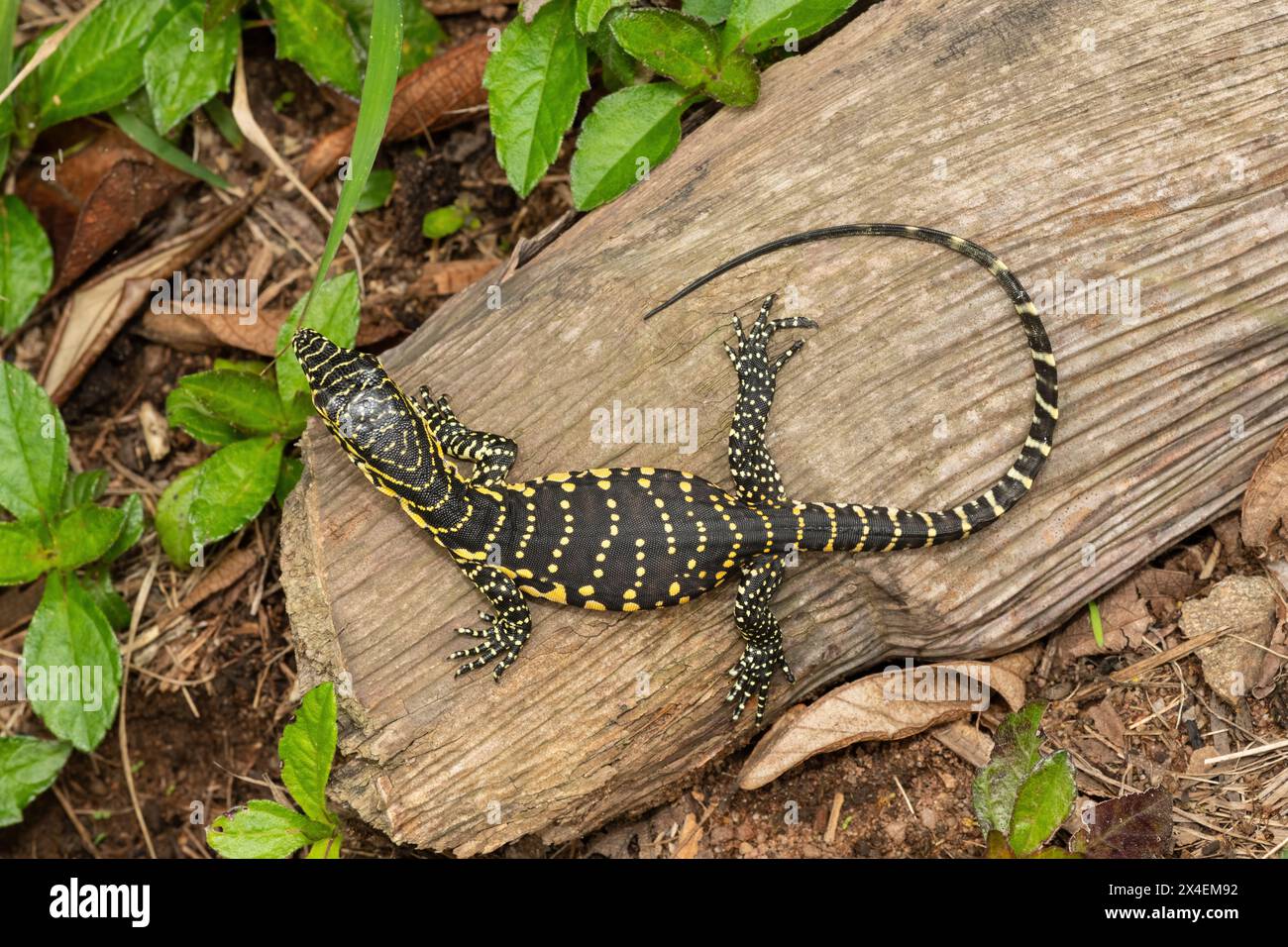 A cute Nile monitor hatchling, also known as a water monitor (Varanus ...