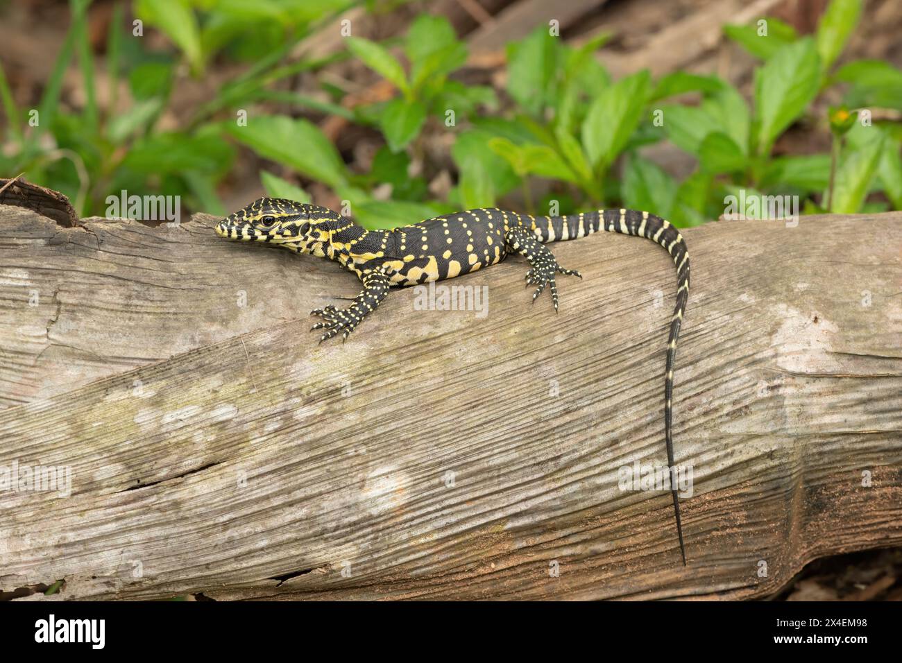 A cute Nile monitor hatchling, also known as a water monitor (Varanus ...
