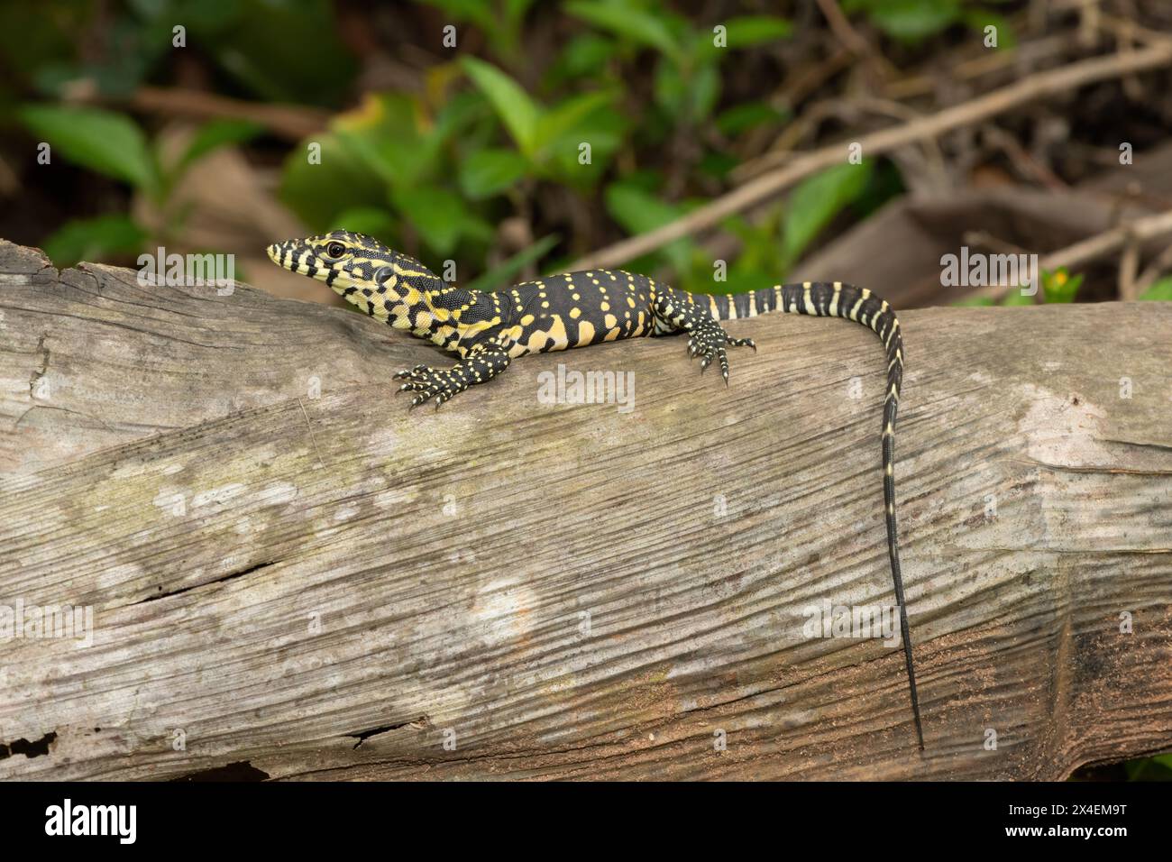 A cute Nile monitor hatchling, also known as a water monitor (Varanus ...